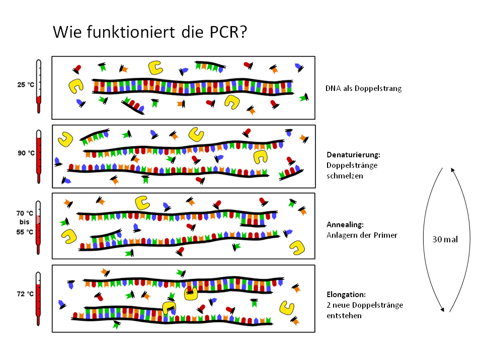 Wie funktioniert eine PCR-Maschine? - CRISPR-Whisper
